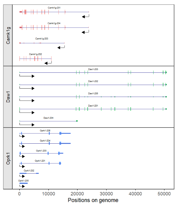 transPlotR 优雅的绘制基因转录本结构-CSDN博客
