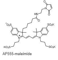 AF555 Maleimide，AlexaFluor555Mal，AF555马来酰亚胺，一般为红色固体，AF555染料的极性大，水溶性强，荧光 ...