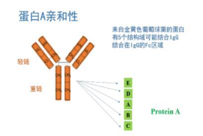 FITC-Protein A，Fluorescein Protein A，荧光素异硫氰酸酯重组蛋白A，表现为高流速，结合能力强，特异性与IgG ...