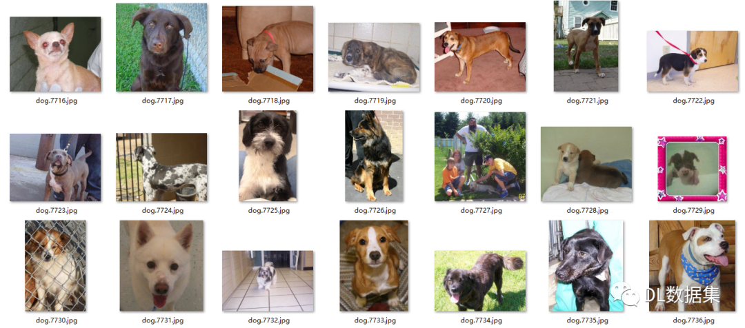 Dogs vs. Cats数据集-CSDN博客