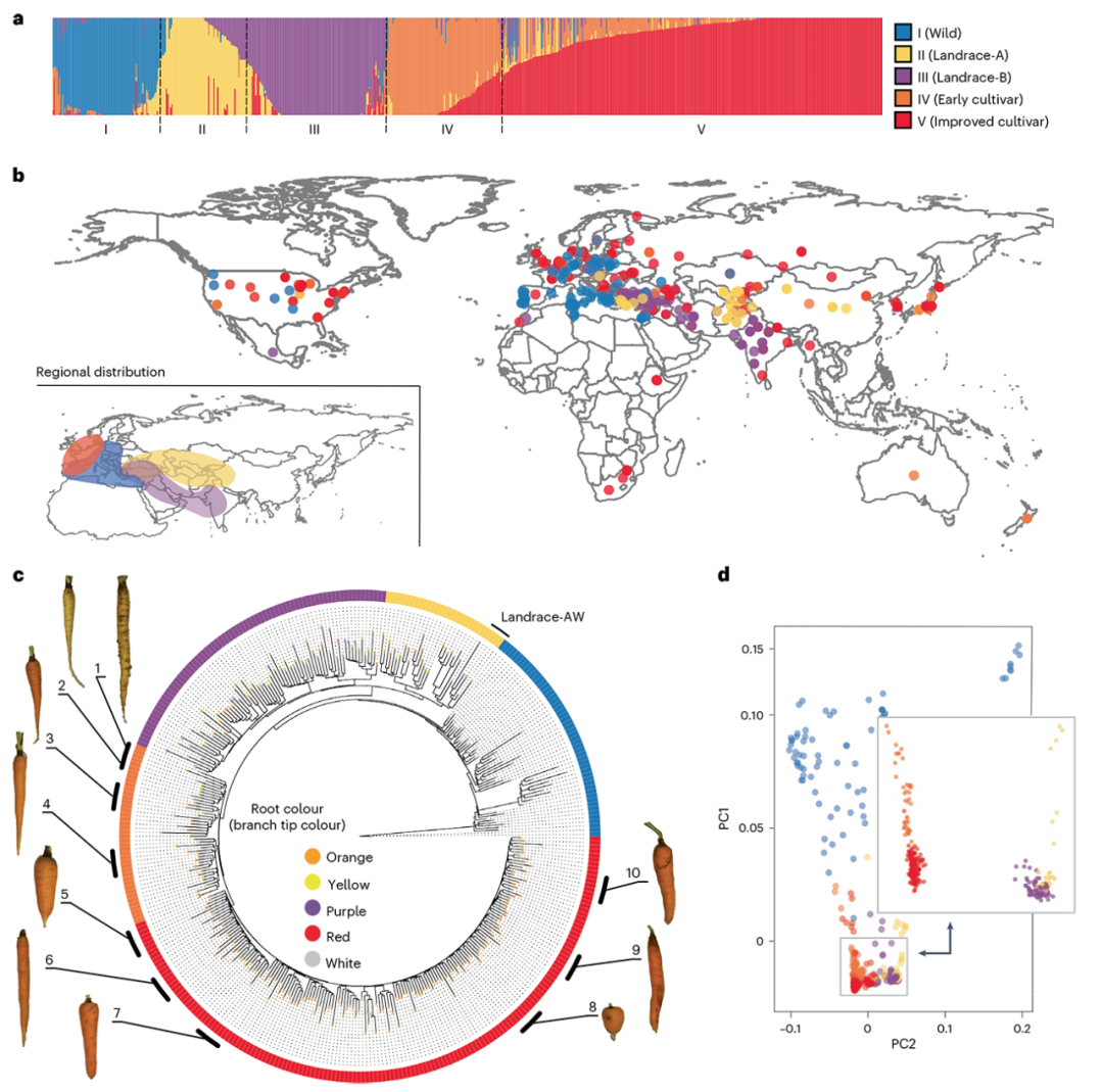 nature plants|Gwas分析揭秘胡萝卜独特橙色表型-CSDN博客