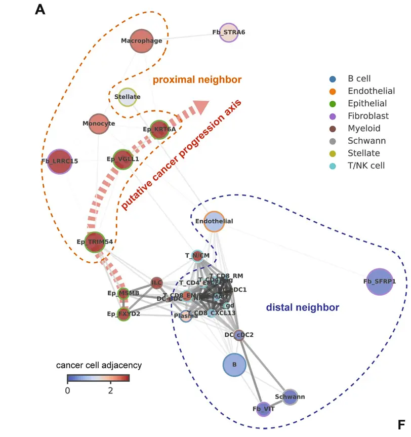空间细胞邻域网络图_cellneighborhood graph-CSDN博客
