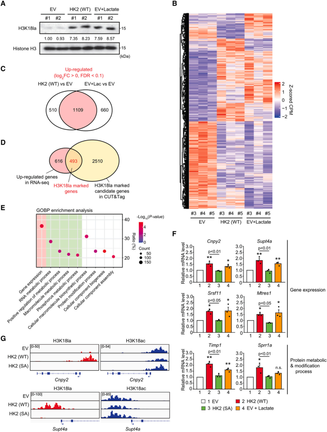 Cell Metabolism（IF:29）如何用“糖酵解+乳酸化”两大国自然热点讲好故事，看看这篇文章_warburg效应ecar和ocr ...