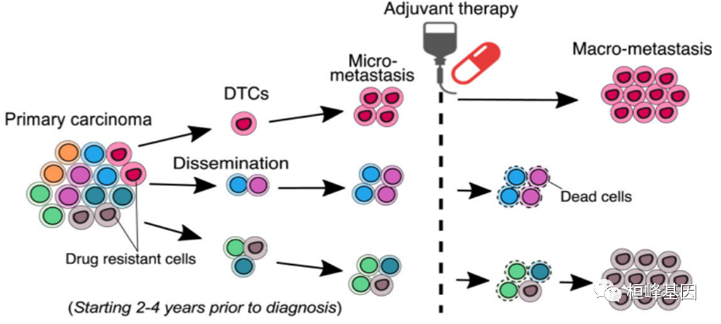 Clone 1. 肿瘤克隆进化之前世今生_克隆突变ccf-CSDN博客