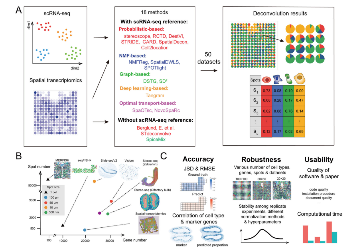 单细胞空间绘制人类胚胎器官发生时期细胞图谱_用rctd鉴定单细胞细胞类型-CSDN博客