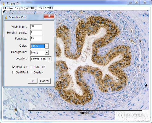 java使用imagej_【原创】imagej使用达人指南，分享给大家！-CSDN博客