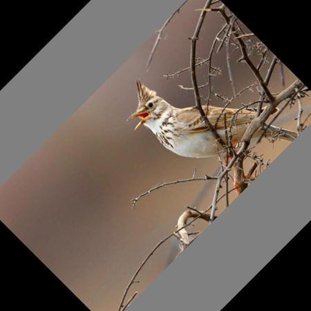 基于python-CNN卷积神经网络对鸟类识别-含数据集-CSDN博客