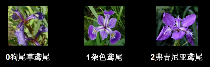 神经网络实现鸢尾花分类 Csdn博客
