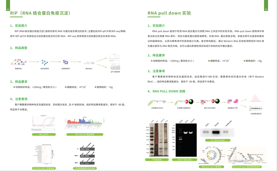 RIP实验步骤(RNA Immunoprecipitation)_avareart的博客-CSDN博客