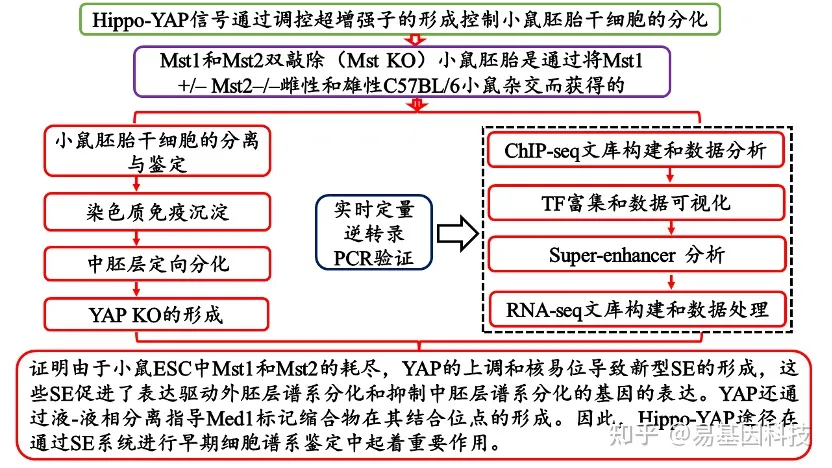 易基因：ChIP-seq等组学分析揭示Hippo-YAP信号调控动物胚胎干细胞(ESC)分化机制：NAR_hippo-yap通路阳参 ...