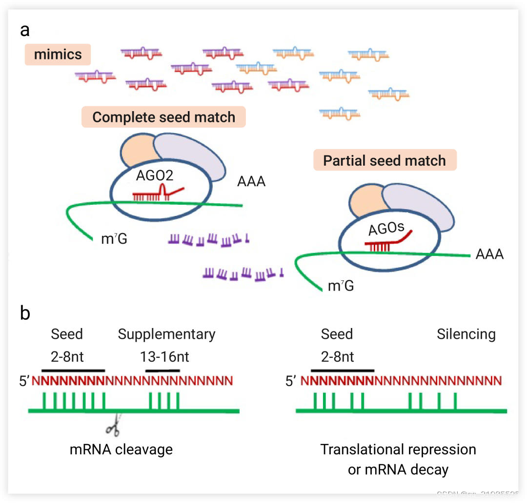 miRNA -- 触发 RNA 干扰，让基因 “沉默”| MedChemExpress-CSDN博客