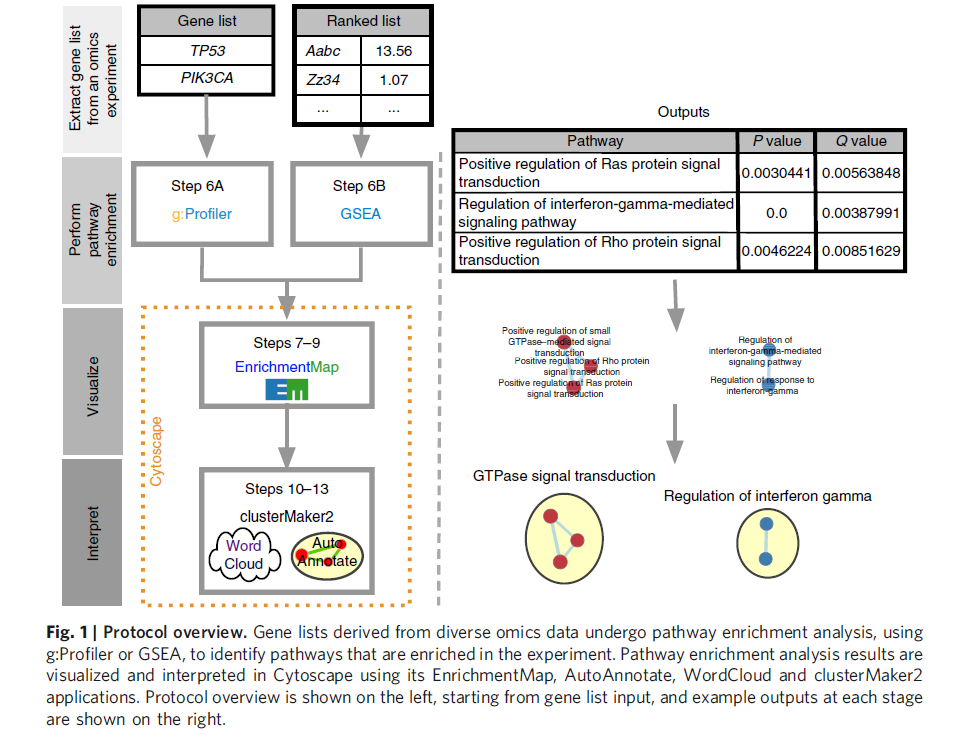 「nature protocols」组学数据的通路富集分析和可视化: g:Profiler, GSEA, Cytoscape 和 ...