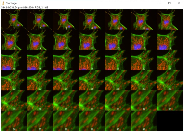 gels imagej 图片处理_如何用ImageJ做出这种酷炫动画-CSDN博客