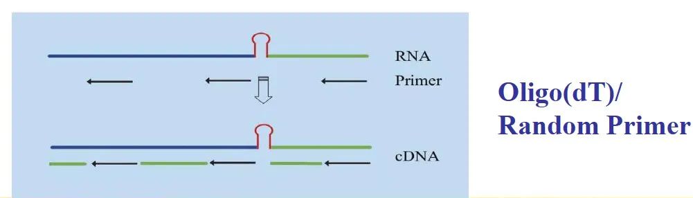 反转录解决方案_反转录rna用量-CSDN博客