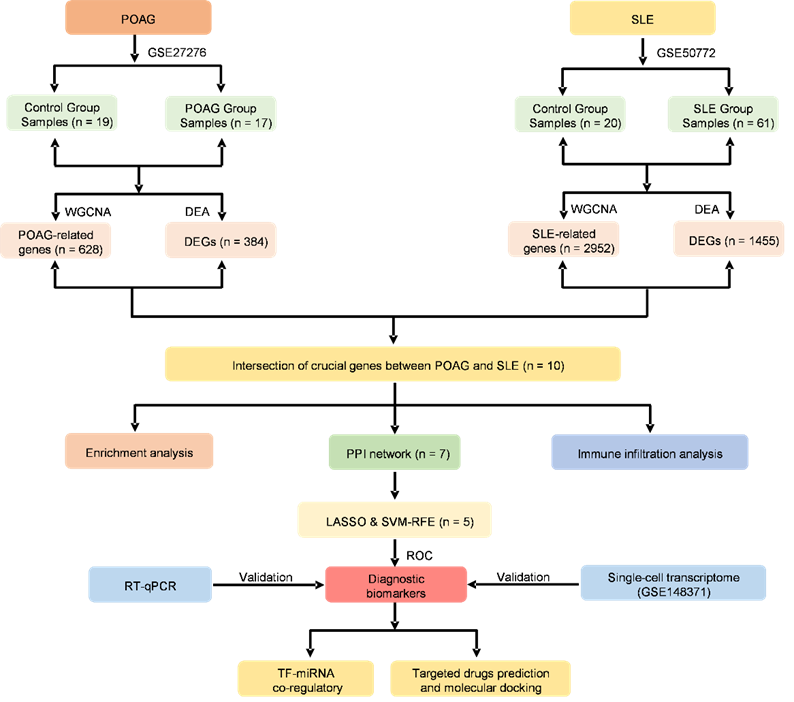 iMetaOmics | 中南大学夏晓波团队揭示青光眼和SLE发病机制新关联-CSDN博客
