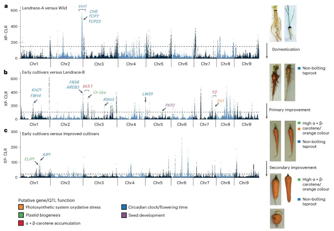 nature plants|Gwas分析揭秘胡萝卜独特橙色表型-CSDN博客