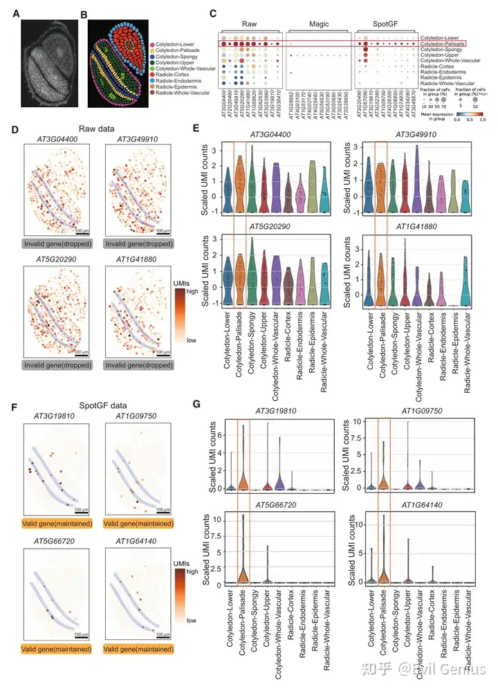 今日课题---空间转录组数据降噪分析（Stereo-seq和10x Visium）_python分析stereo-seq-CSDN博客