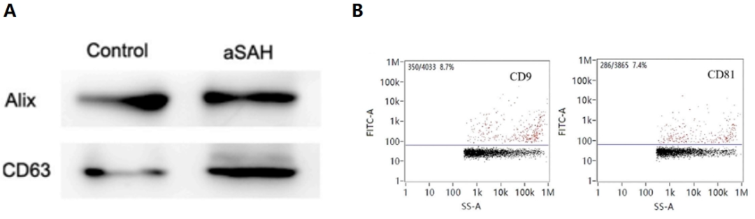 从MISEV2023中寻找外泌体标志物 WB阴性的解决方案-CSDN博客