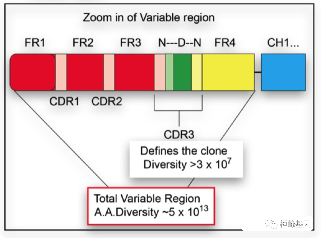SCS【34】单细胞/T细胞/抗体免疫库数据分析(immunarch)-CSDN博客