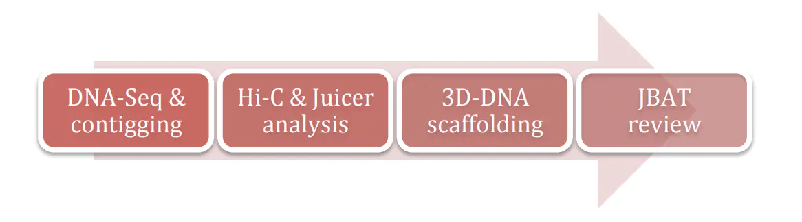 基因组组装: 3D-DNA 染色体挂载_hi-c染色体挂载徐洲-CSDN博客
