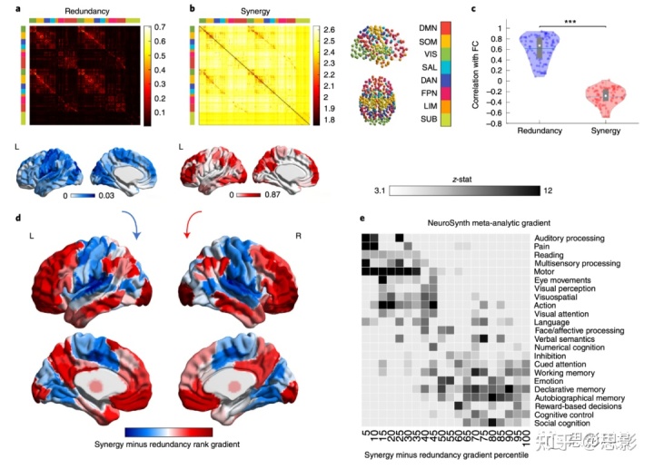 Nature Neuroscience：人类大脑进化与认知中的协同-CSDN博客