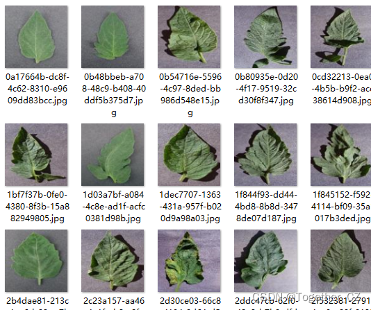 python开发构建基于机器学习模型的番茄病虫害识别系统_2、番茄叶片病虫害识别app的设计与开发-CSDN博客