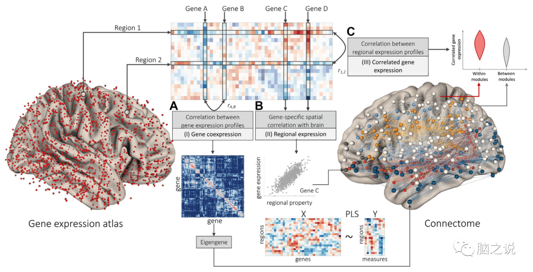 Biological Psychiatry综述：人脑成像转录组学的最佳实践_allen脑的微阵列表达数据为什么要进行重注释-CSDN博客