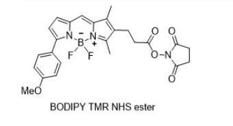 485397-12-4，BODIPY TMR NHS ester，激发后发明亮的橘黄色荧光，荧光属性明亮，稳定-CSDN博客