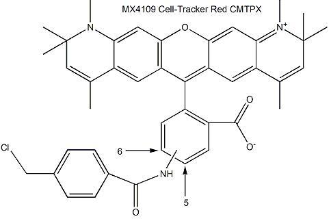 Cell Tracker Red CMTPX，活细胞示踪探针（红色)的激发和发射光谱（577/602nm）与绿色荧光蛋白GFP很好的分开，适用 ...
