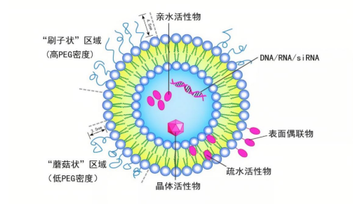 科研分享-助脂质（Helper Lipid）DOPE1,2-二油酰-sn-甘油-3-磷酰乙醇胺在LNP中都有哪些作用？_dope的ph敏感原理 ...