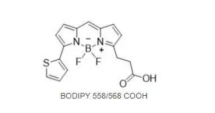 BODIPY 558/568 COOH，150173-72-1，一种疏水性荧光染料-CSDN博客