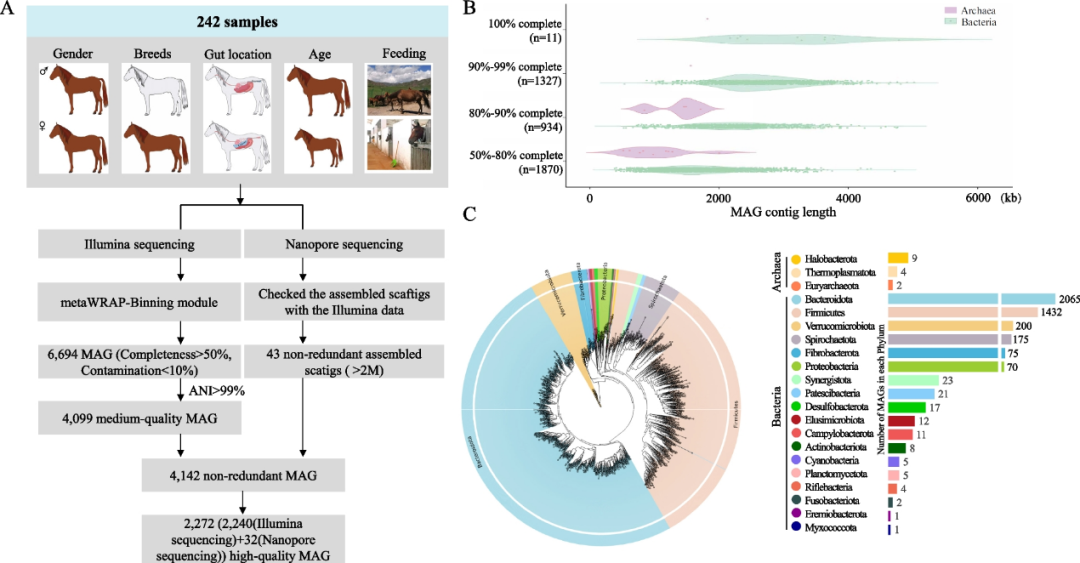 Microbiome | 石河子大学胡圣伟教授团队揭示马肠道微生物组组成及其功能-CSDN博客