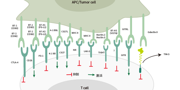 【靶点Talk】TIM-3，肿瘤免疫治疗新兴靶点_tim3蛋白-CSDN博客