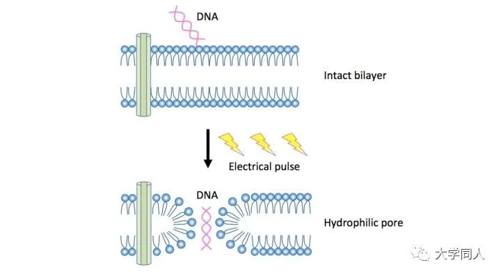 origin如何将多个曲线放在一张图_解密！SCI论文中那些高大上的插图是如何绘制的..._weixin_39530833的博客-CSDN博客