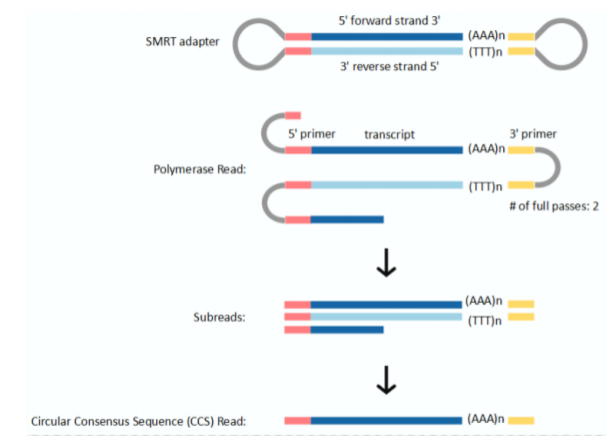 2020.10.14丨ISO-Seq分析_isoseq-CSDN博客