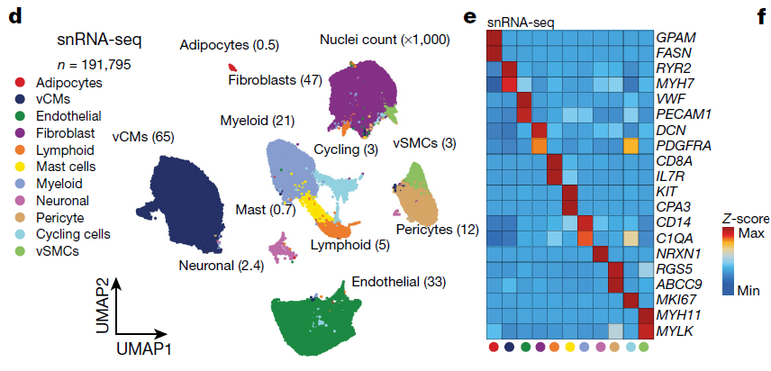 专栏一：单细胞分群后marker基因的表达量展示_单细胞分析如何展示某一类基因表达量-CSDN博客