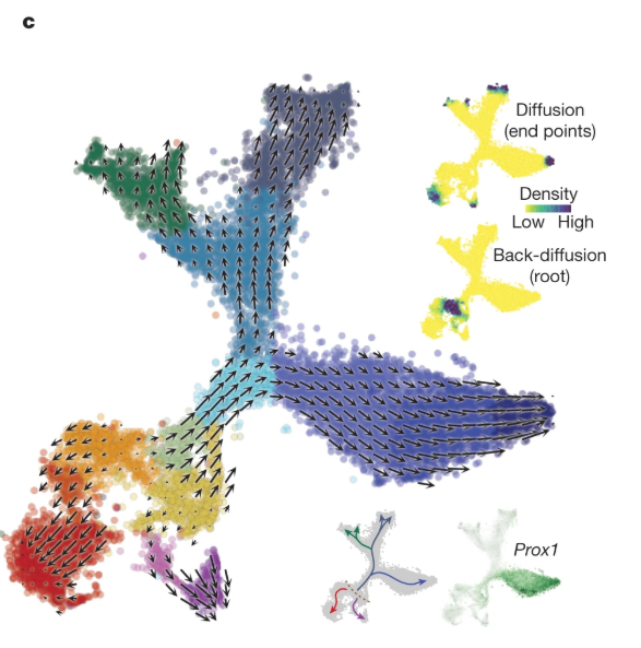 2020-011 RNA velocity of single cells_rna velocity的方向-CSDN博客