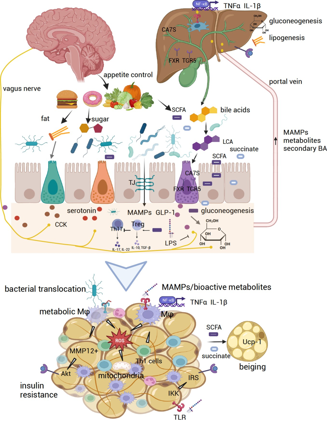 SCLS | 南昌大学聂少平团队综述肠道共生菌调控葡萄糖代谢的机制-CSDN博客
