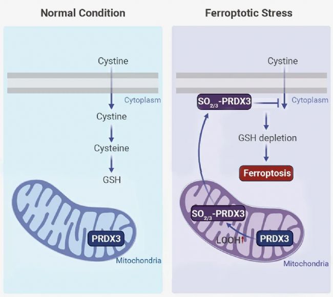 过氧化PRDX3作为铁死亡标志物的鉴定与应用 - MedChemExpress_identification of hyperoxidized prdx3as a ferropto-CSDN博客