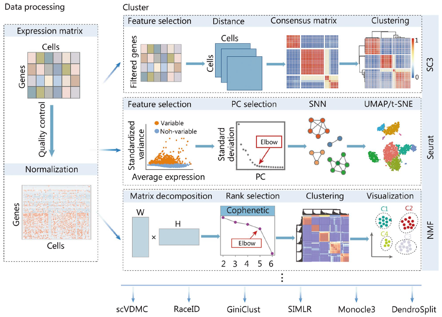 超详细 | 生物医学研究和临床应用中scRNA-seq的数据分析指南_scsorter rna-CSDN博客