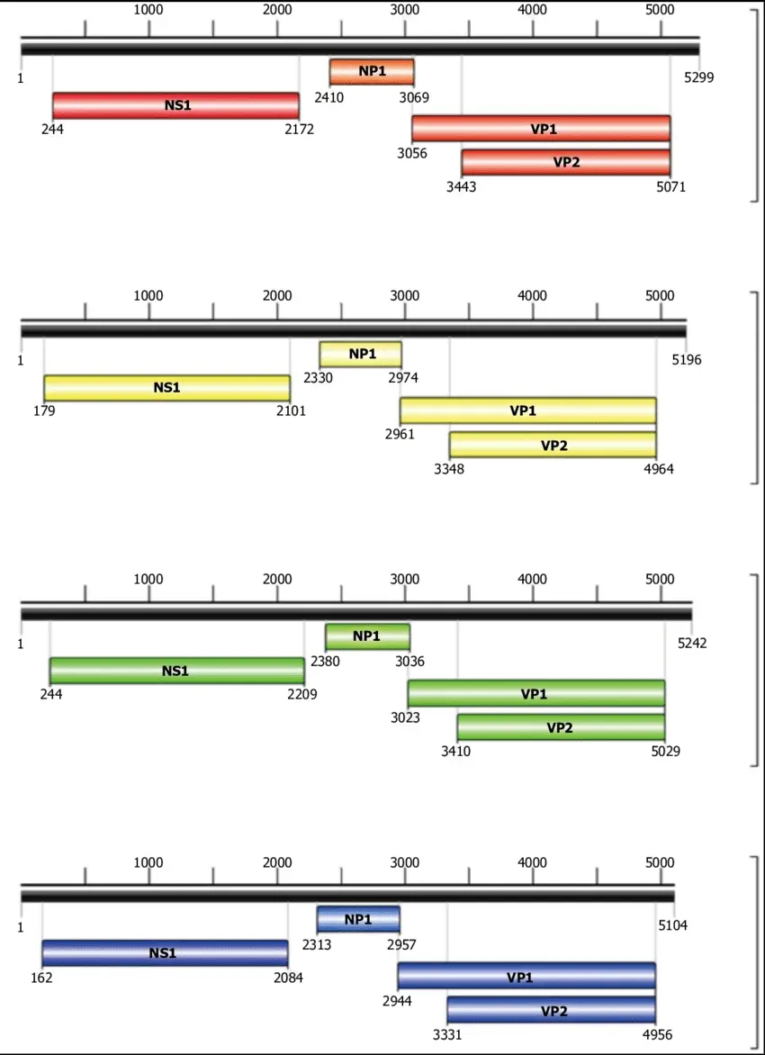 新发现的疾病相关细小病毒——博卡病毒_bocavirus-CSDN博客