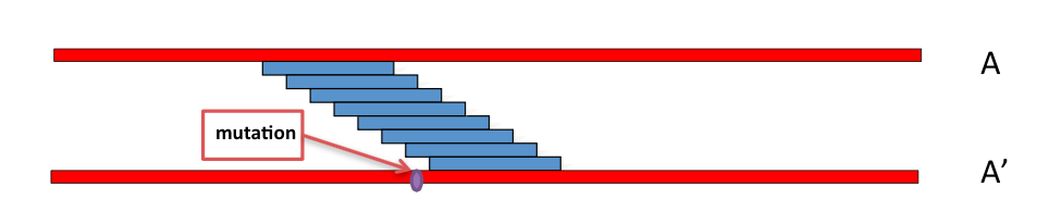 Kmer评估基因组-CSDN博客
