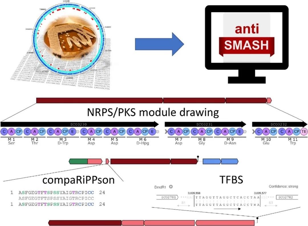 NAR | antiSMASH 7.0：新的和改进的检测、调节、化学结构和可视化预测-CSDN博客