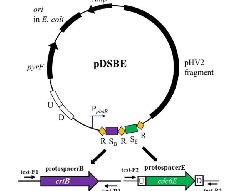 mLife | 底物特性调控代谢分工群落构建的定量预测原理-CSDN博客