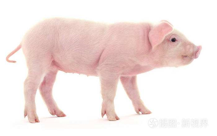 基于MindStudio的MindX SDK应用开发全流程_什么是mind sdk-CSDN博客