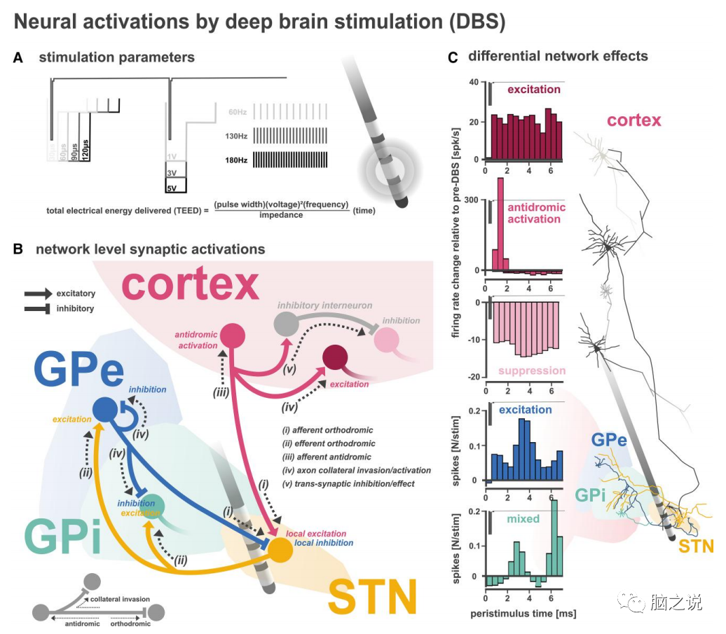Brain综述：跨时空分辨率的DBS神经生理机制_brain综述:跨时空分辨率的dbs神经生理机制-CSDN博客