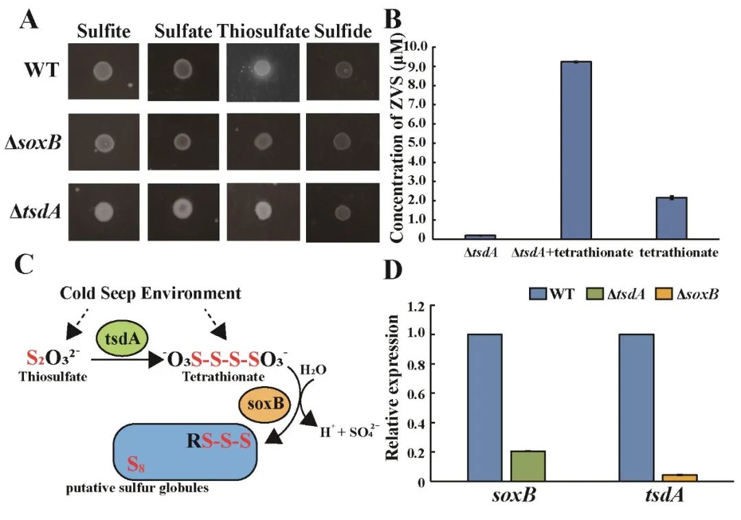 mBio | 海洋所孙超岷组在深海原位验证了微生物介导的单质硫形成新通路-CSDN博客