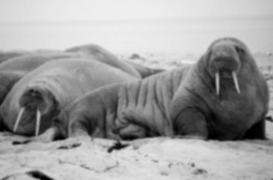 前端干货之随机图库 Lorem Picsum（只需要按规则写个网址就行，不需要集成任何插件环境）...-CSDN博客