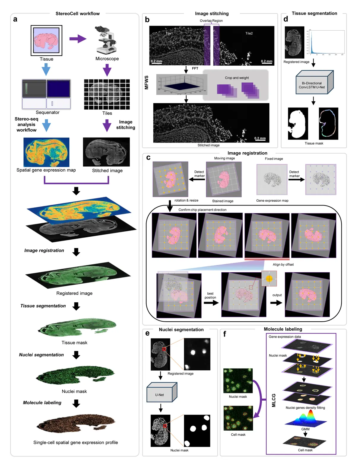 今日话题----华大空间转录组（Stereo-seq）图像识别 + 表达信息获取单细胞级别的空间数据-CSDN博客