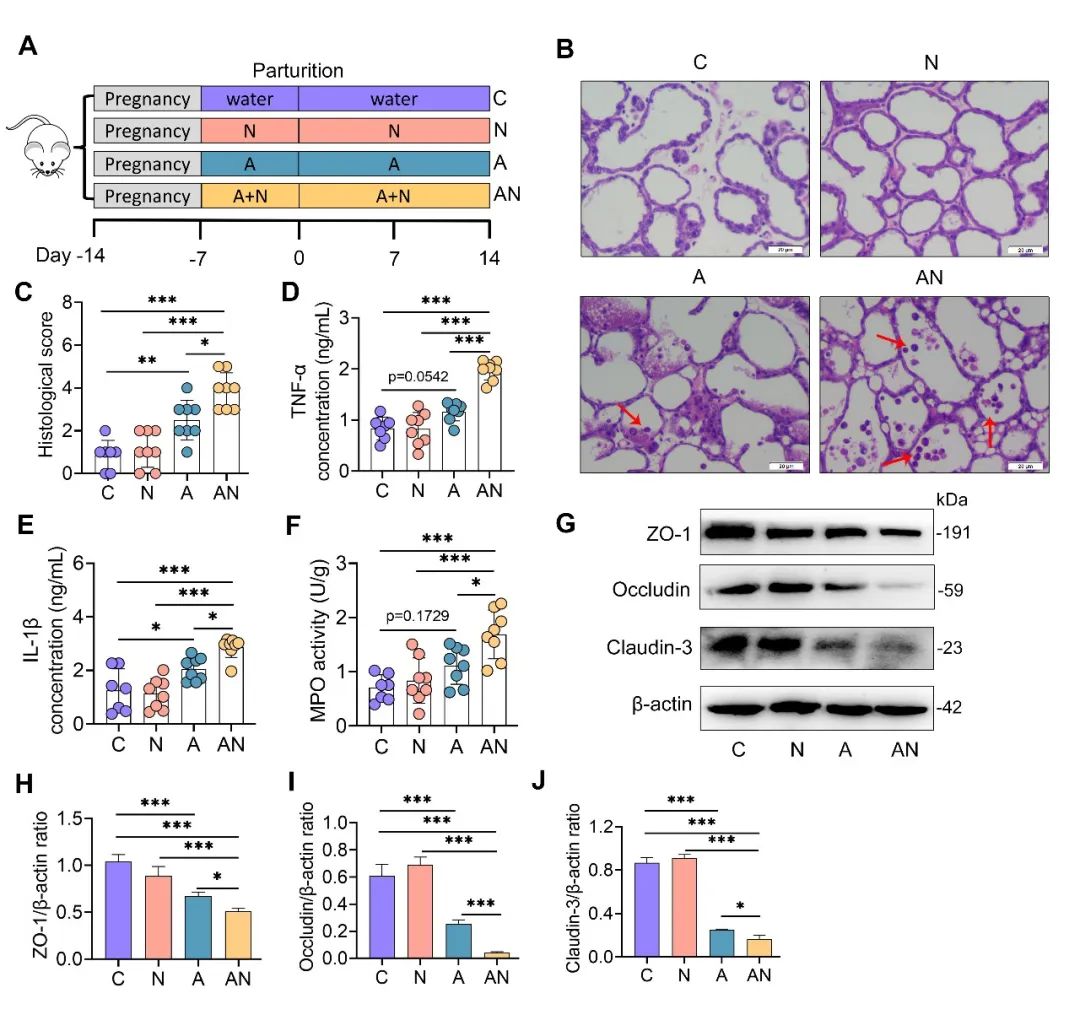 Microbiome | 吉林大学付云贺组揭示“瘤胃/肠道源性乳腺炎”的新机制-CSDN博客